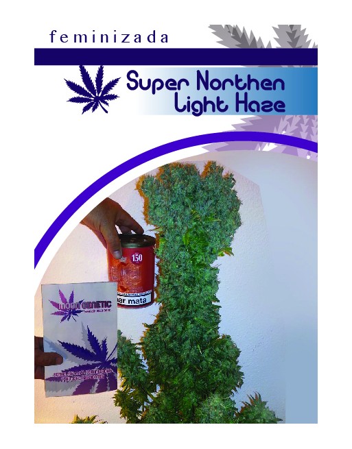 Super Northen Light x Haze
